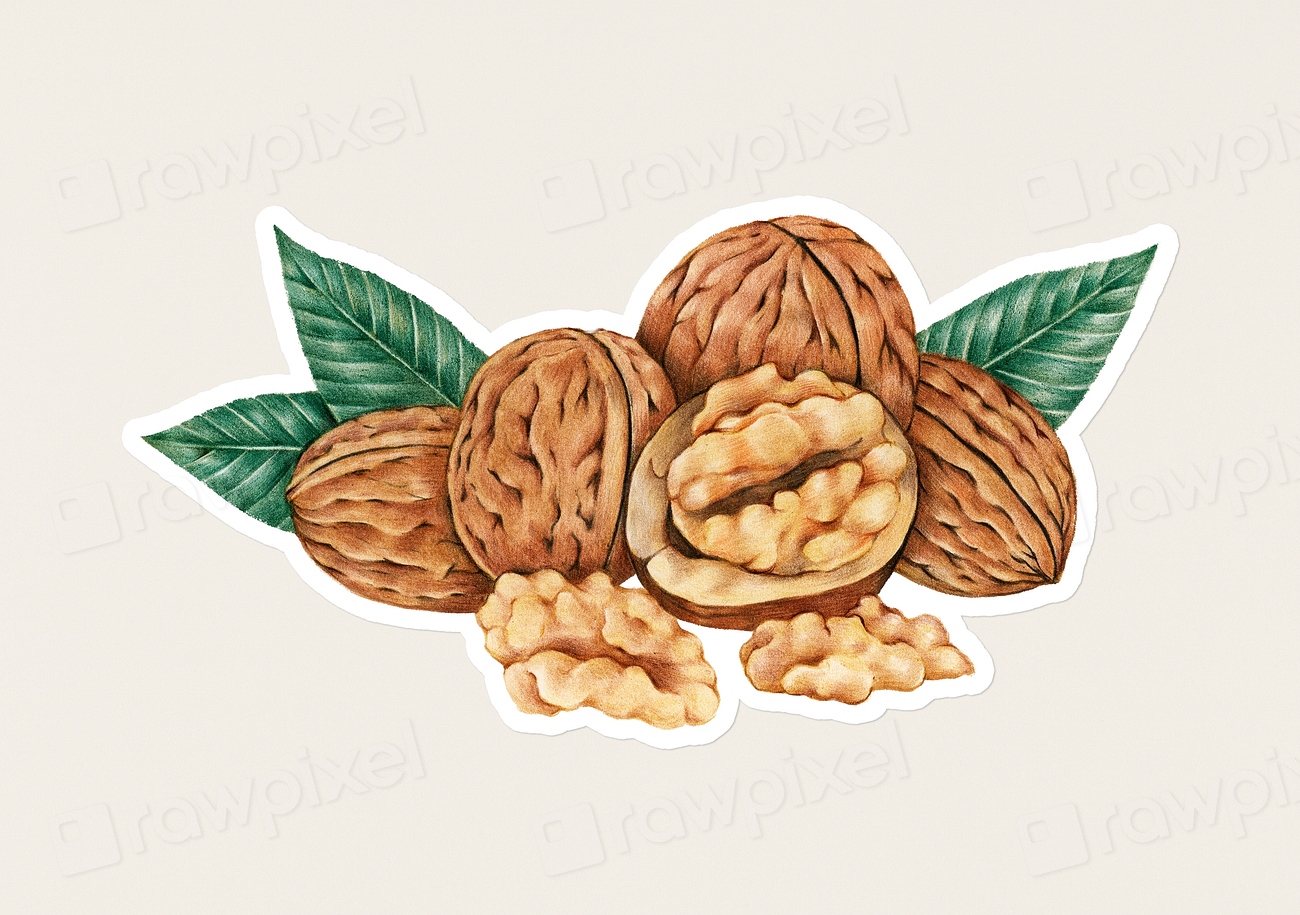 Hand darwn walnuts sticker white | Premium PSD - rawpixel