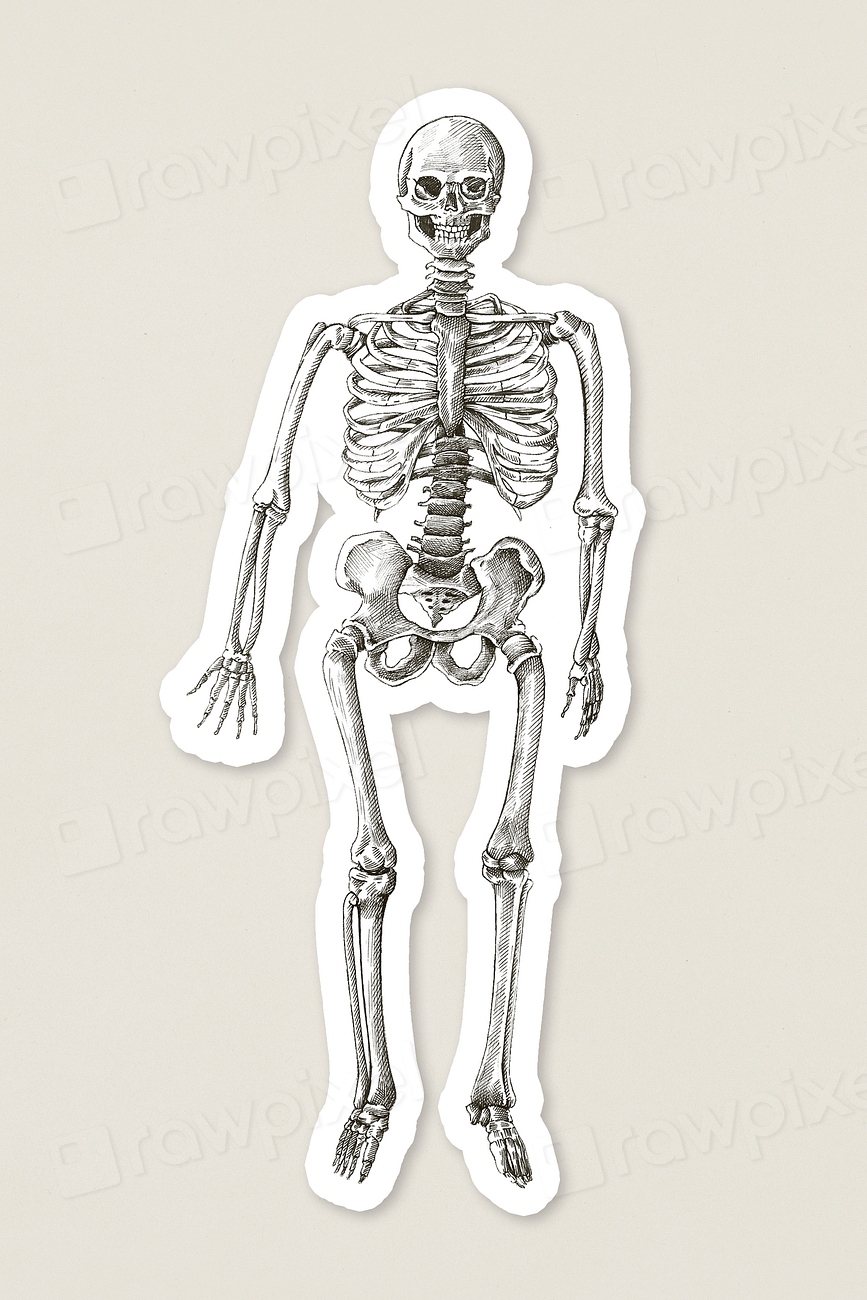 Hand drawn human skeleton sticker | Premium PSD - rawpixel