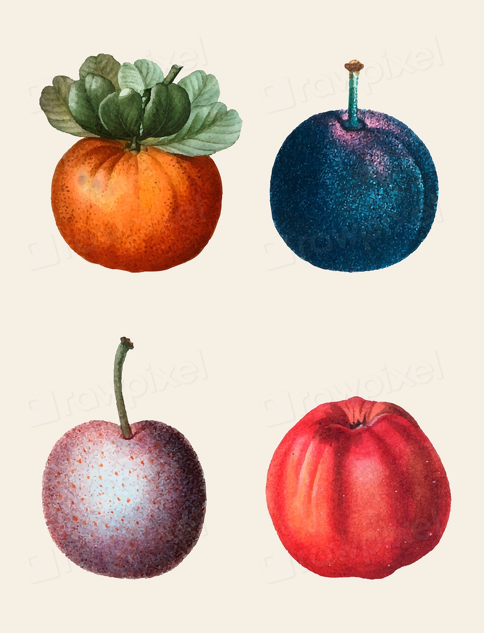 Vintage fruit vector set hand | Premium Vector - rawpixel
