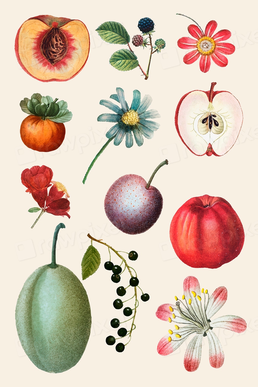 Fruit and flower vintage set | Premium Photo - rawpixel