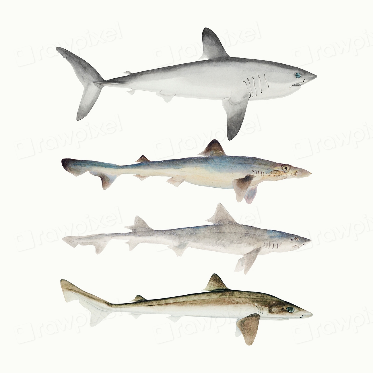 Ocean life sharks psd vintage | Premium PSD - rawpixel
