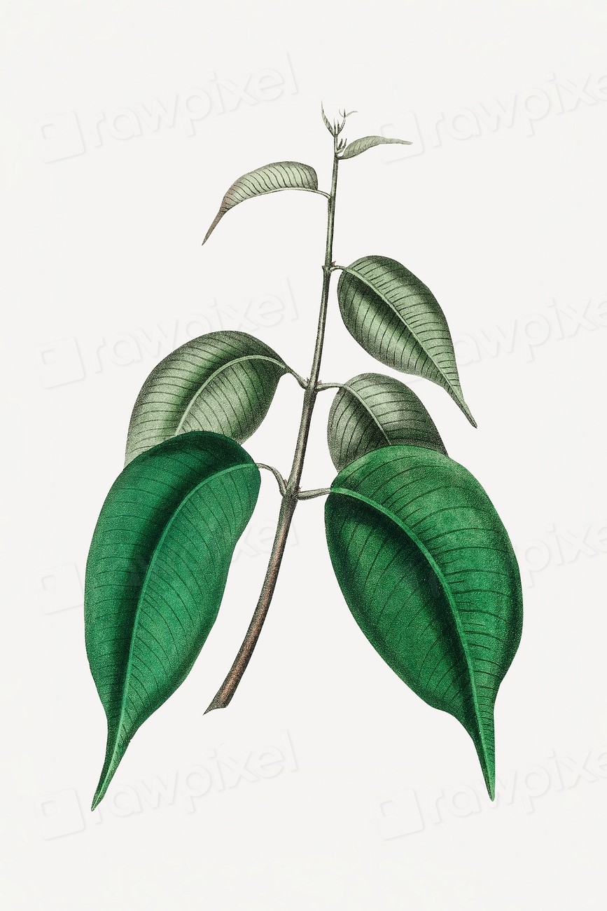 Botanical borneo camphor plant illustration | Premium Photo - rawpixel