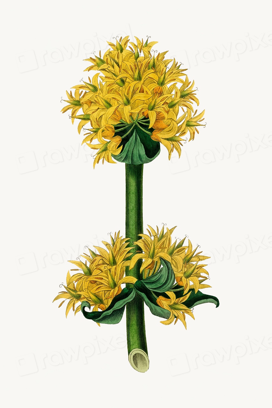 Botanical bitter root plant illustration | Premium Photo - rawpixel