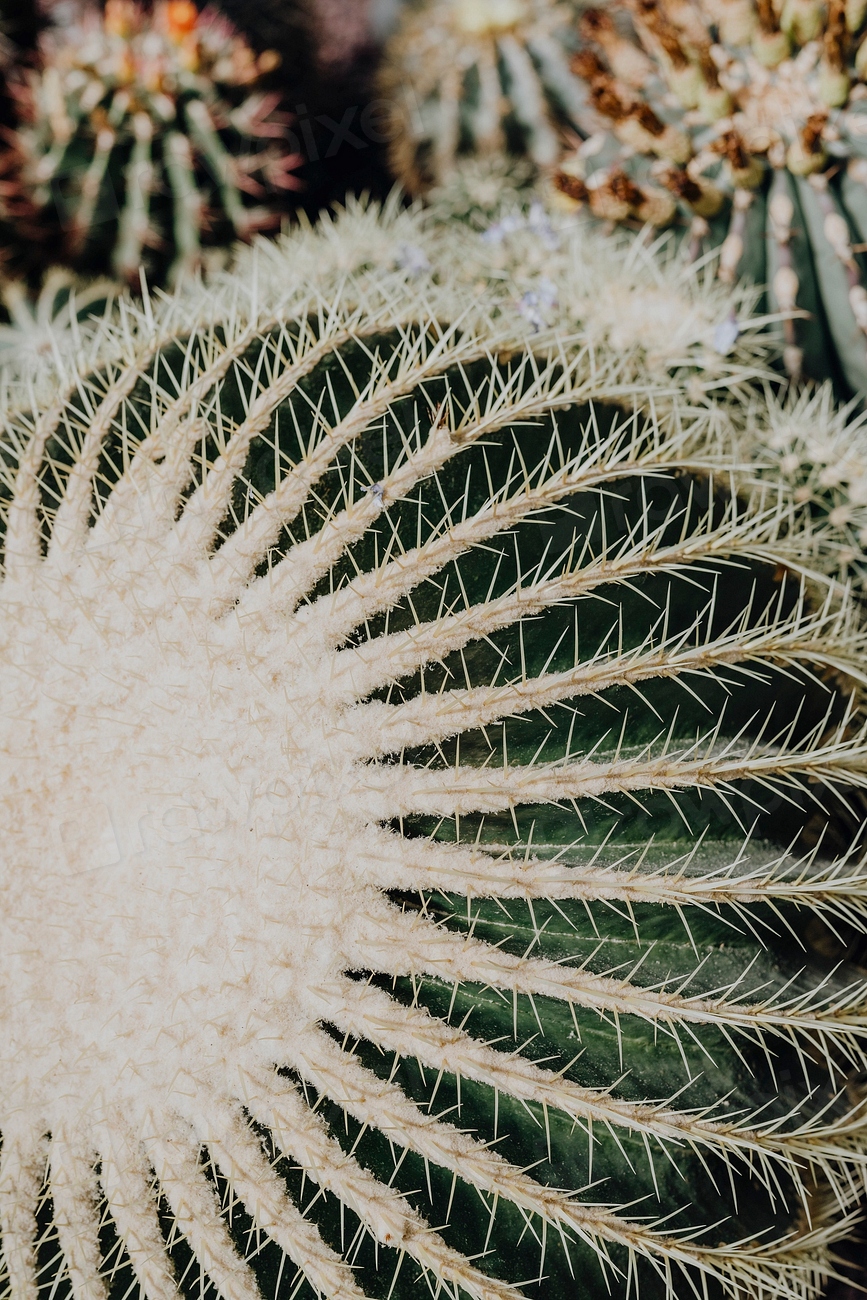 Close up of a cactus | Free Photo - rawpixel