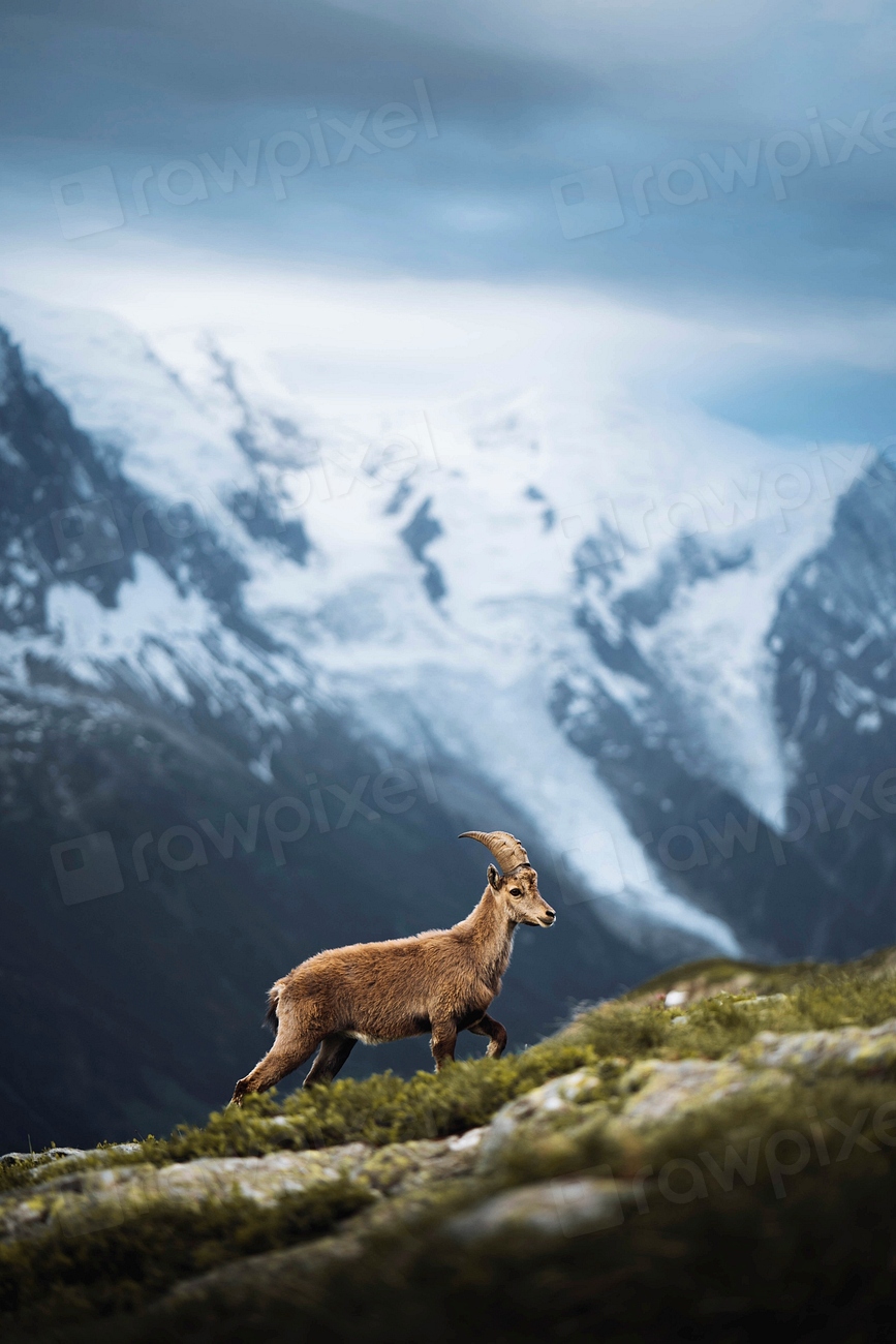 Alpine ibex French Alps | Premium Photo - rawpixel