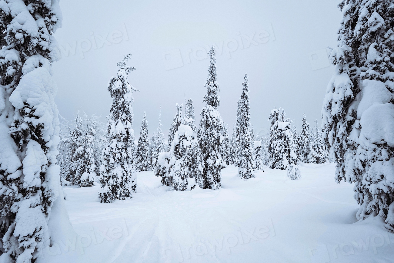 Spruce trees covered by snow | Free Photo - rawpixel