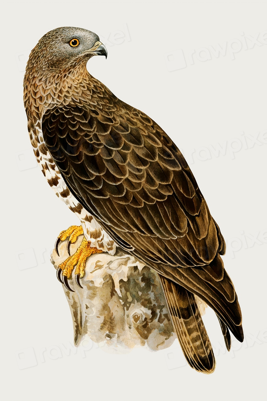 Vector european honey buzzard bird | Premium Vector Illustration - rawpixel