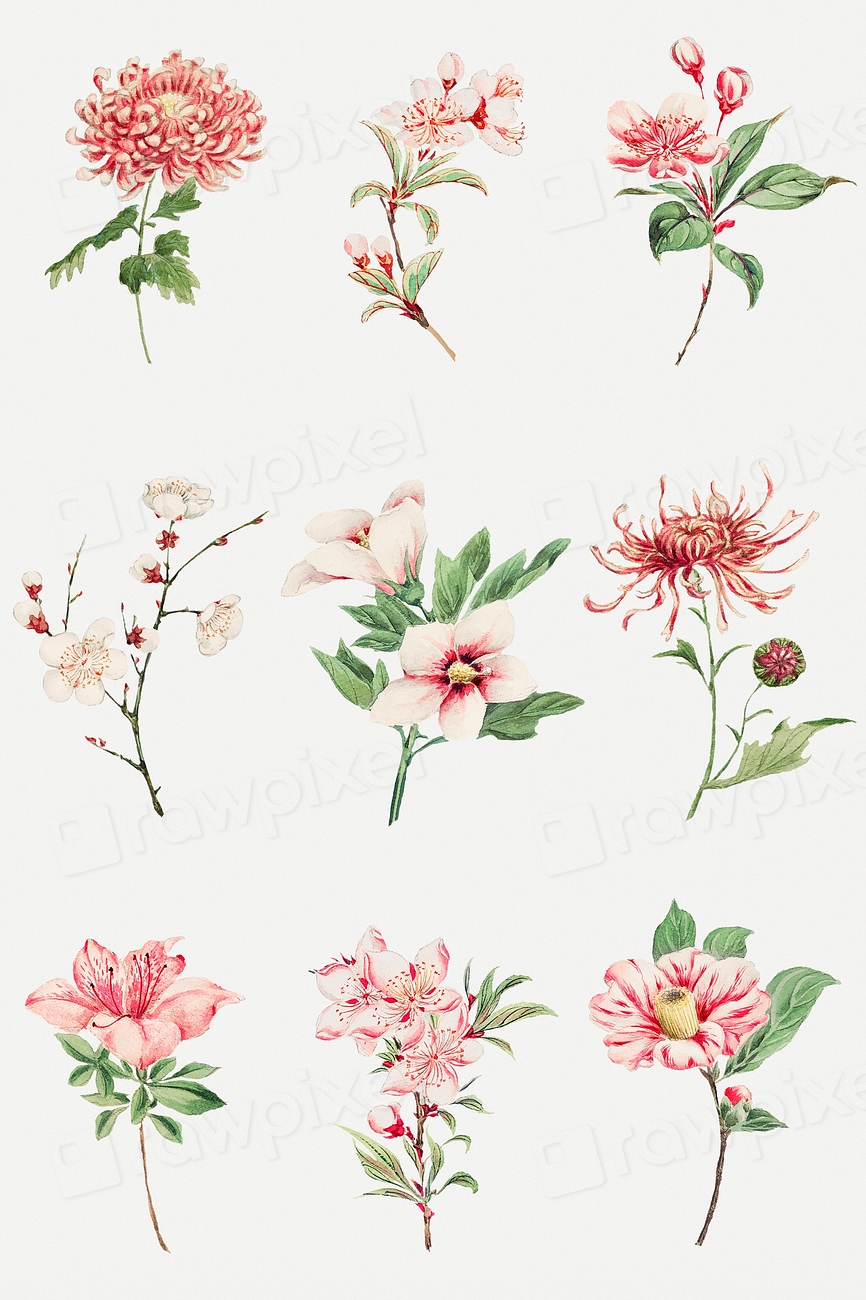 Vintage Japanese pink flower psd | Premium PSD - rawpixel