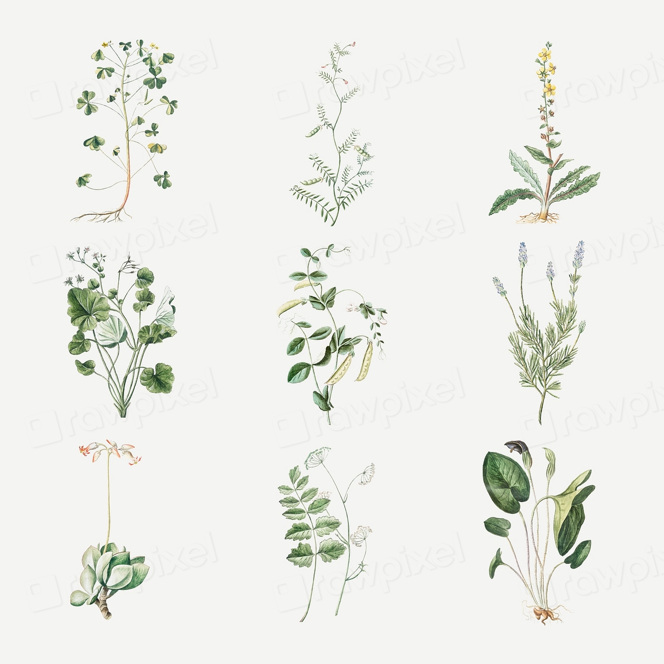 Vector set of plants | Premium Vector - rawpixel