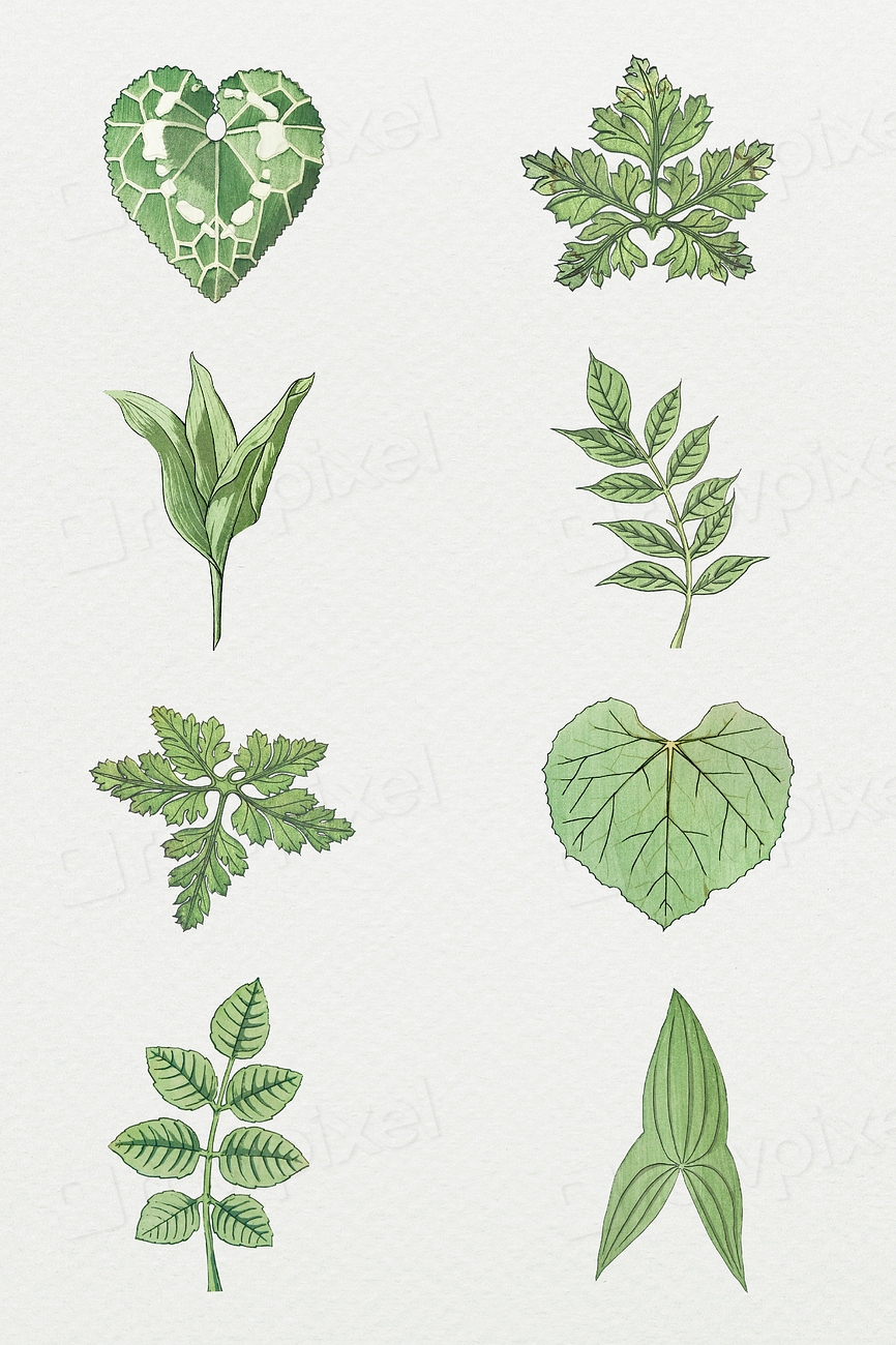 Vintage leaf set design element | Premium PSD - rawpixel