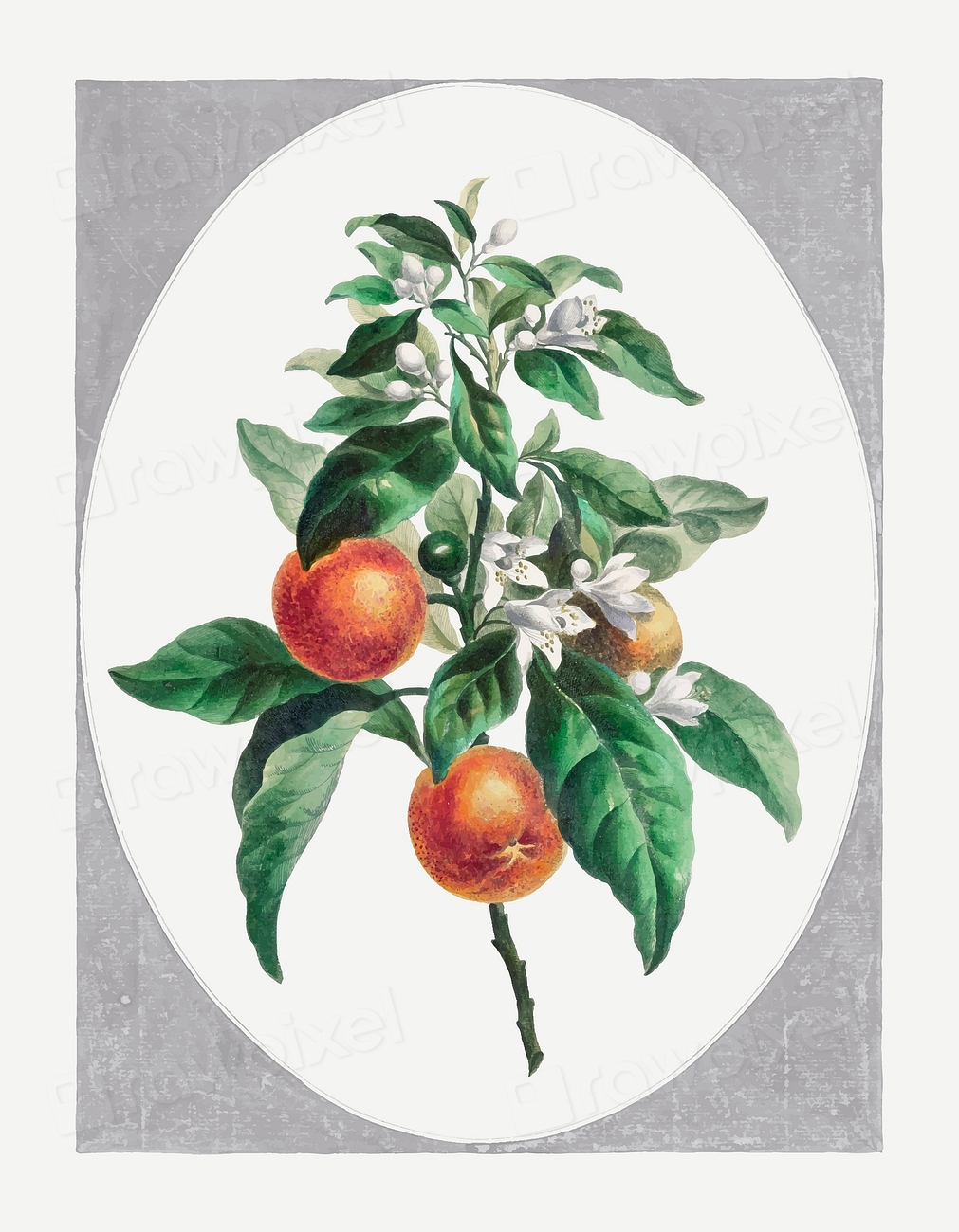 Orange tree vector vintage floral | Premium Vector Illustration - rawpixel