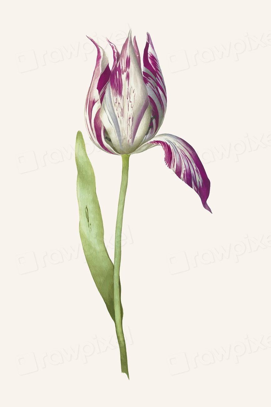 Single tulip flower botanical illustration | Premium Vector ...