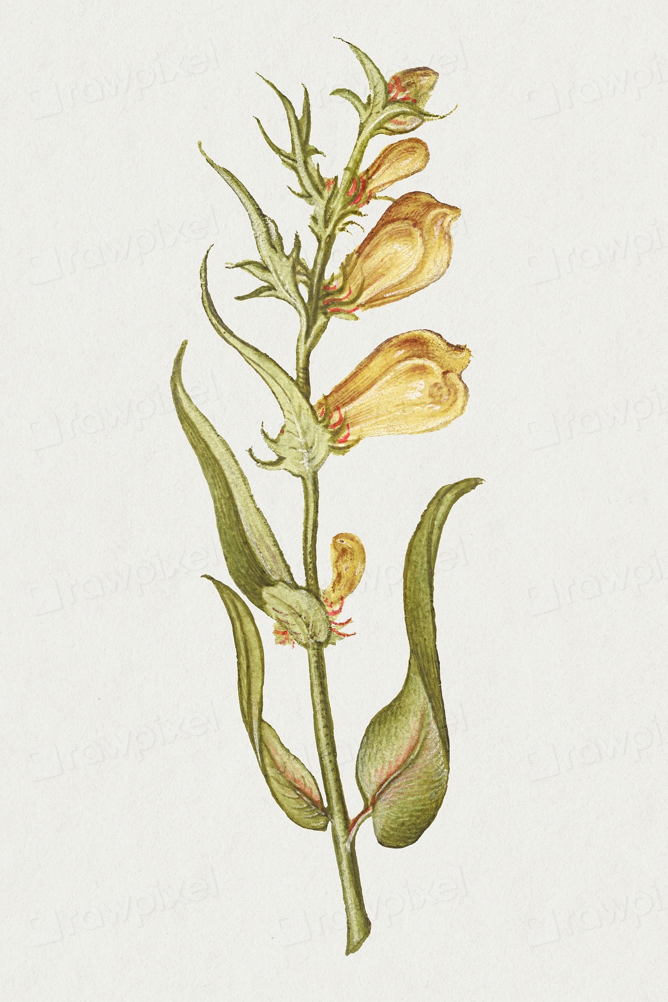 Vintage yellow Toadflax blooming illustration | Premium PSD ...