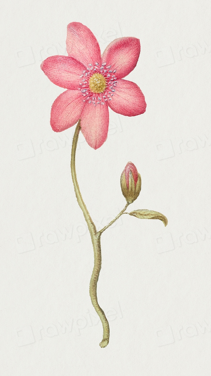 Hand drawn Christmas rose floral | Premium Photo - rawpixel