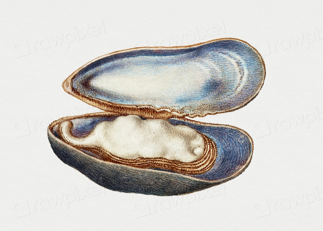 Hand drawn mussels seashell psd | Premium PSD - rawpixel