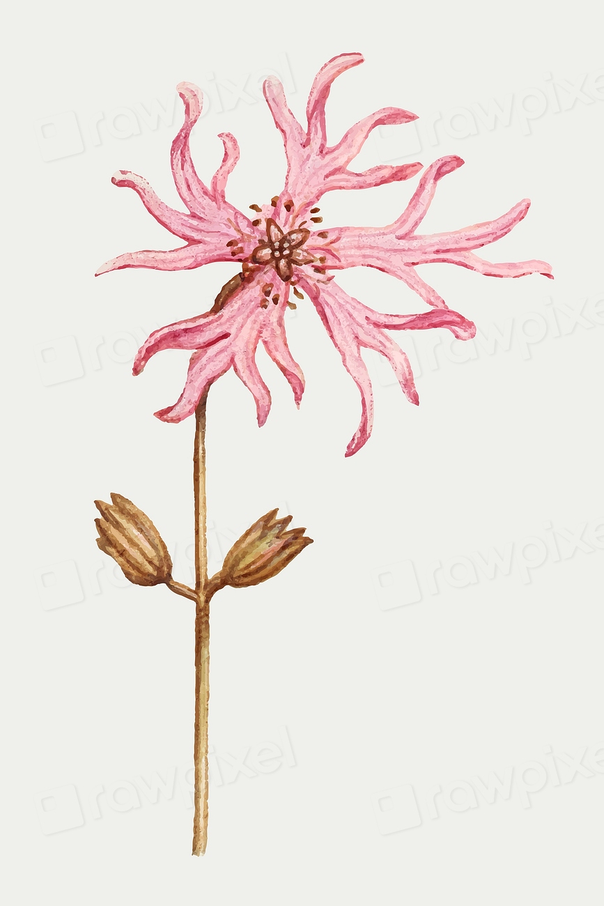 Pink ragged-robin flower vector botanical | Premium Vector - rawpixel