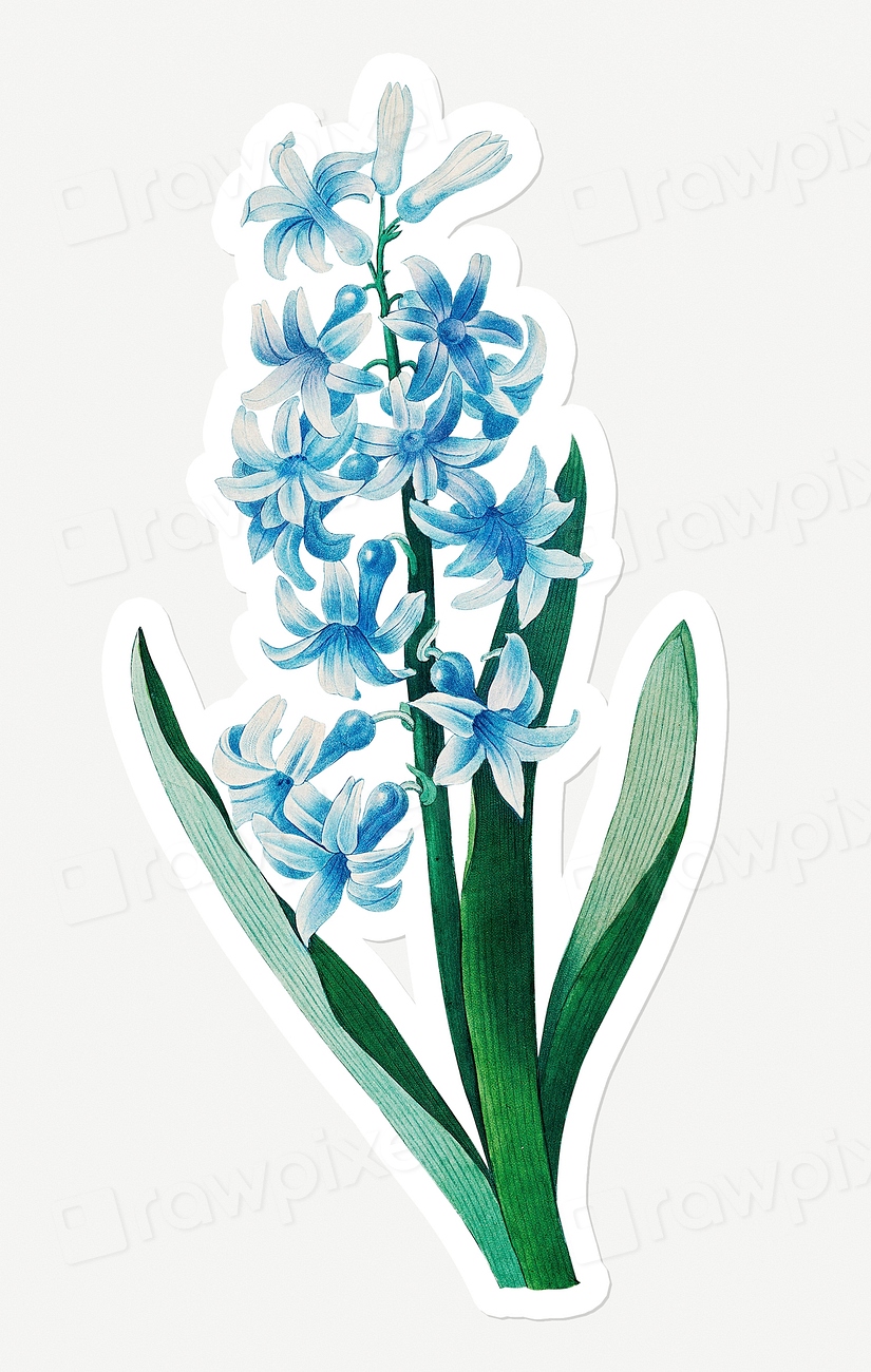 Blue hyacinth flower sticker design | Premium PSD - rawpixel