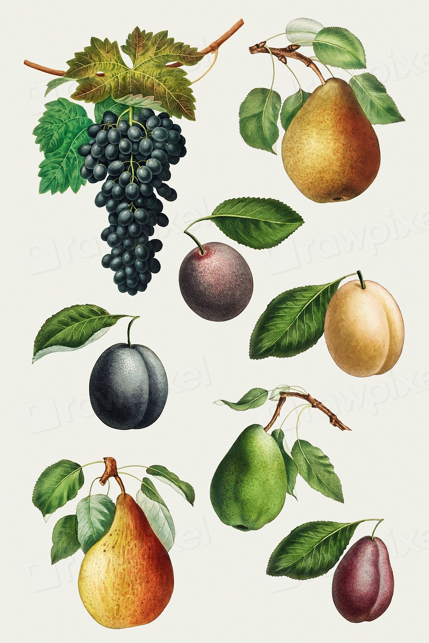 Set grape, pears and plums | Premium PSD - rawpixel