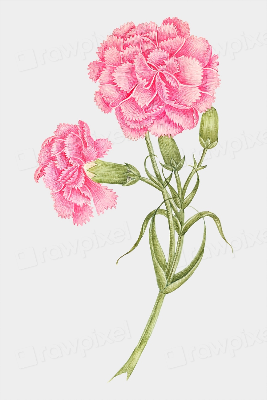 Vintage pink carnations vector illustration, | Premium Vector ...