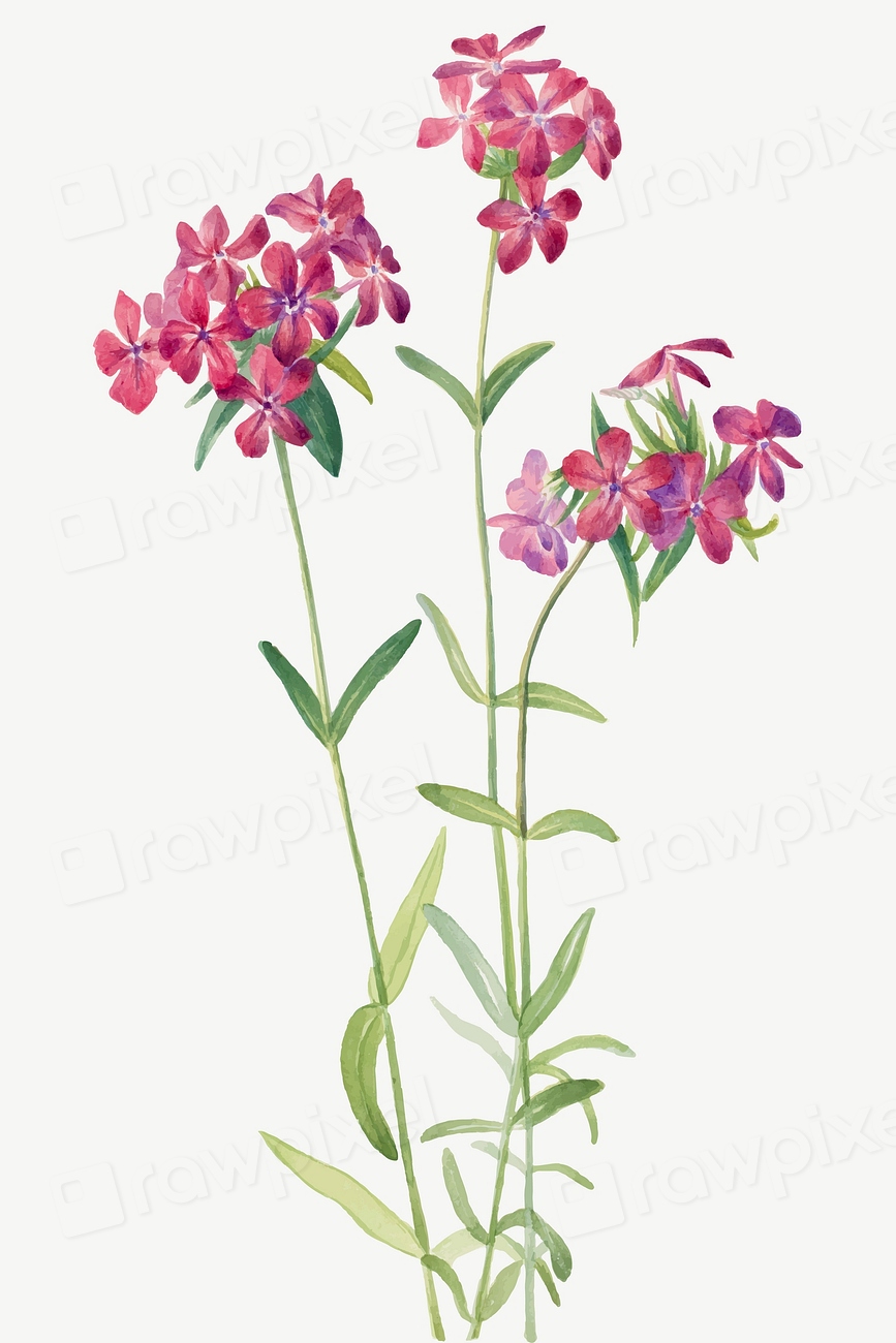 Hairy phlox flower vector botanical | Premium Vector Illustration ...