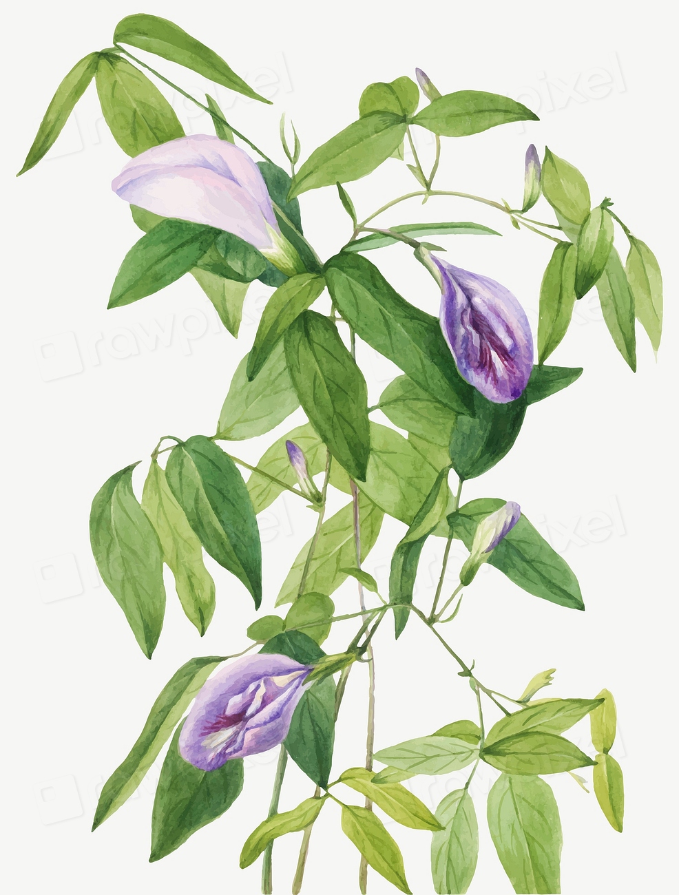 Vintage butterfly pea flower vector | Premium Vector Illustration ...