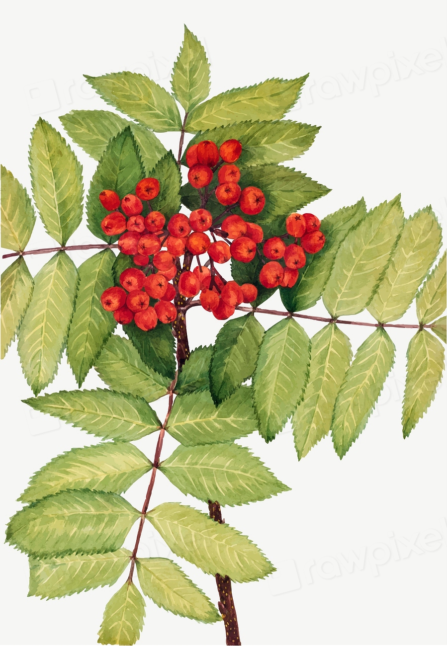 Vintage Western Mountain Ash vector, | Premium Vector Illustration ...