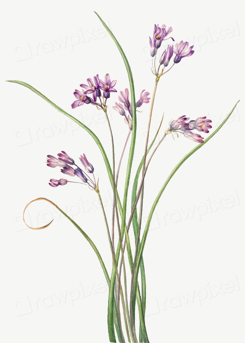 Vintage purple wild hyacinth vector | Premium Vector Illustration ...
