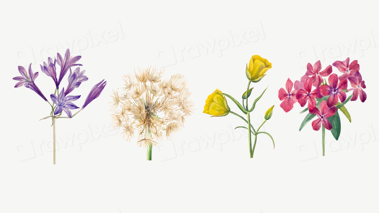 Blooming wild flowers vector botanical | Premium Vector - rawpixel
