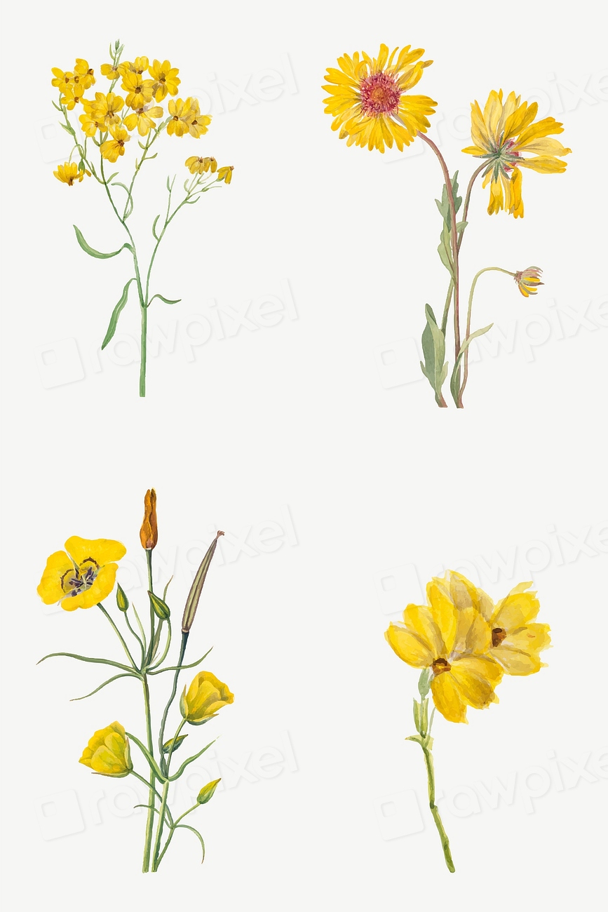 Blooming hand drawn yellow flowers | Premium Vector - rawpixel