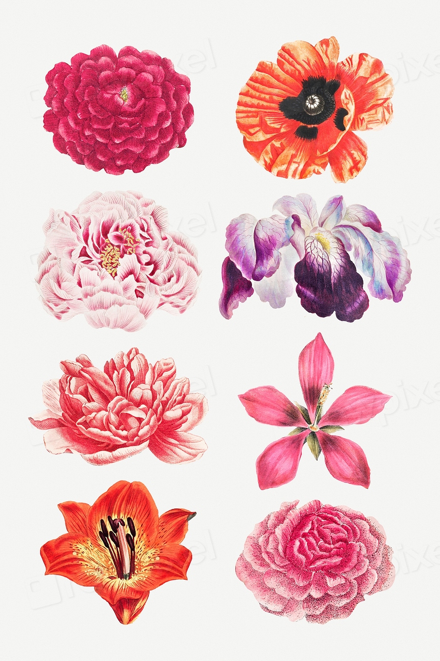 Beautiful vintage flower illustrations set | Premium PSD - rawpixel