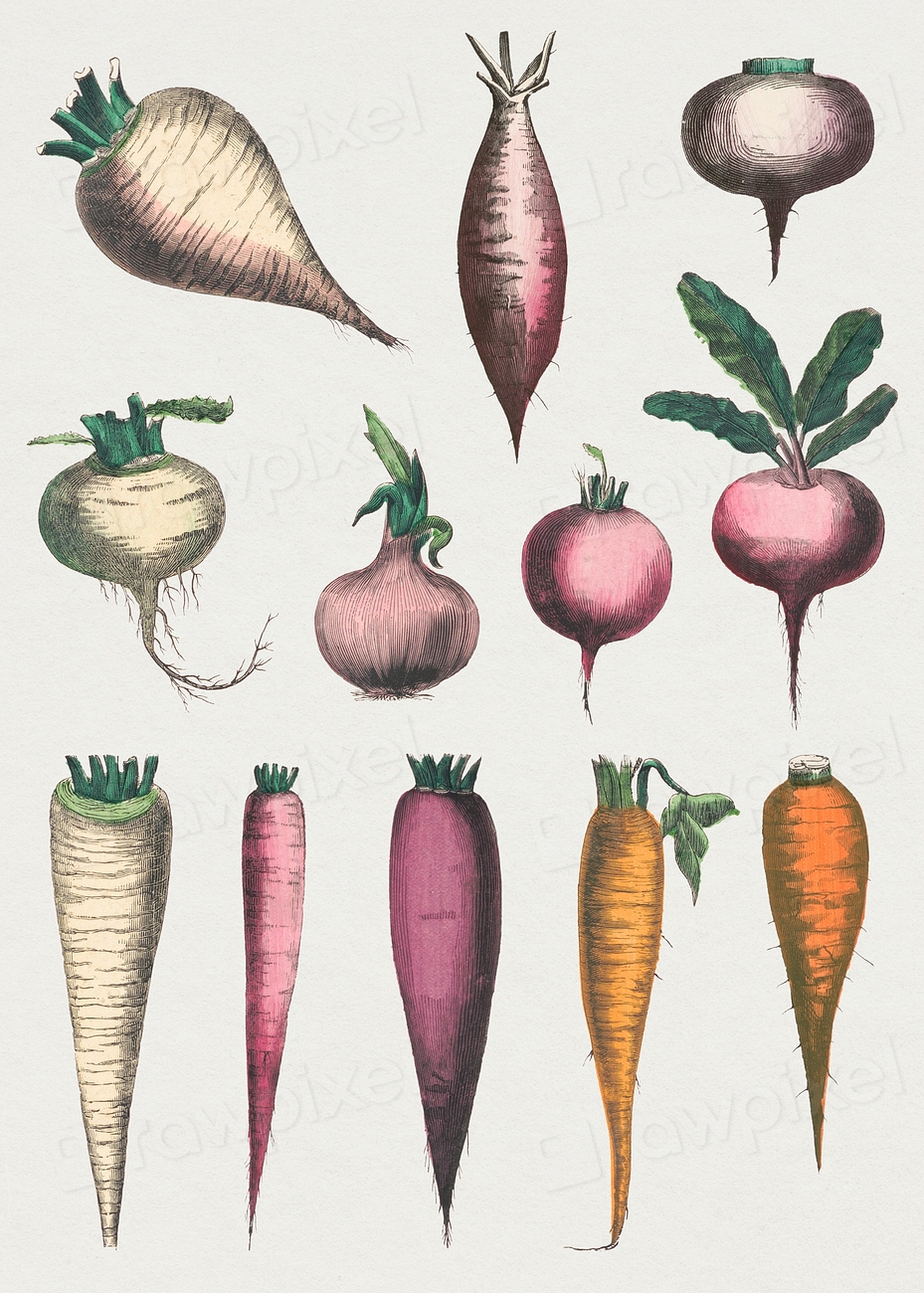 Root vegetable psd set, remix | Premium PSD - rawpixel