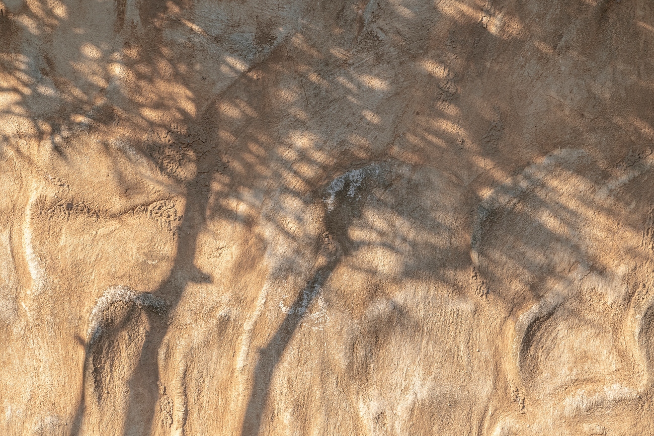 Tree branch shadow on a grunge | Premium Photo - rawpixel