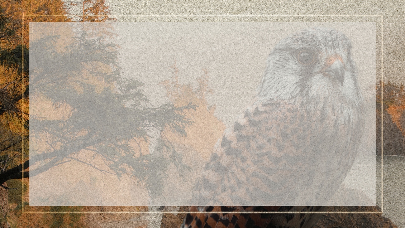 Blank frame with a hawk | Premium PSD - rawpixel