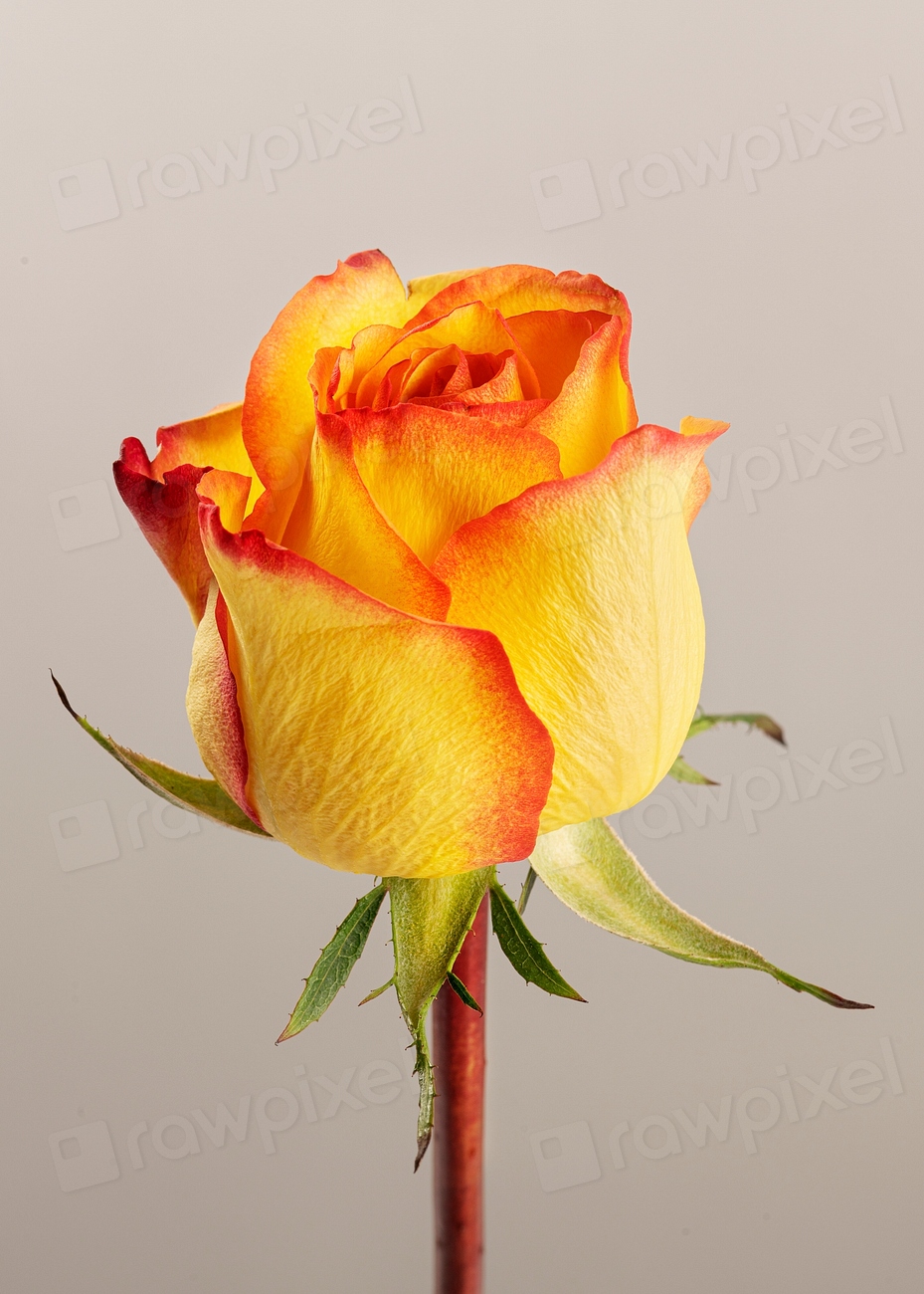 Blooming yellow rose flower | Premium Photo - rawpixel