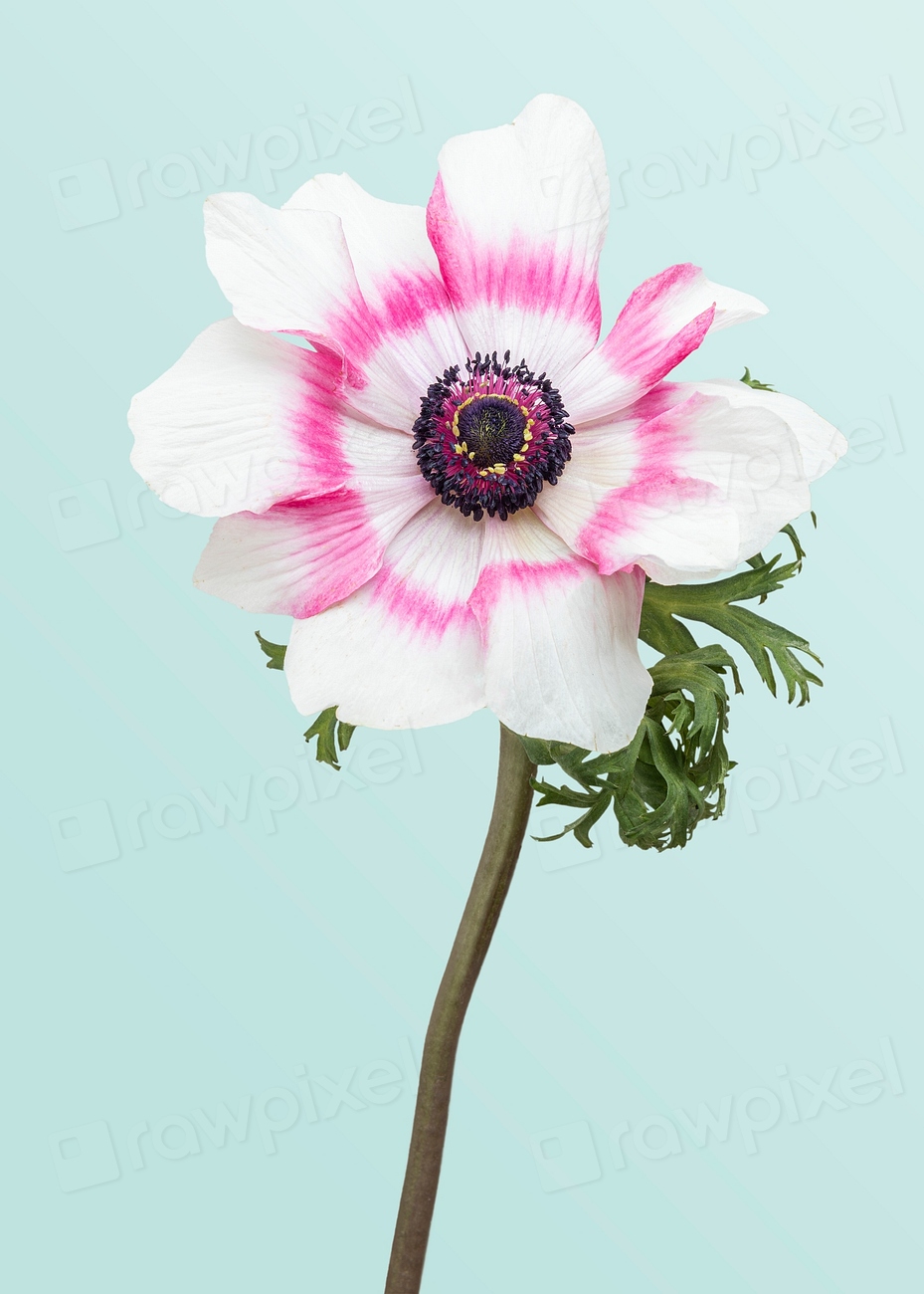Blooming pink anemone flower | Premium PSD - rawpixel