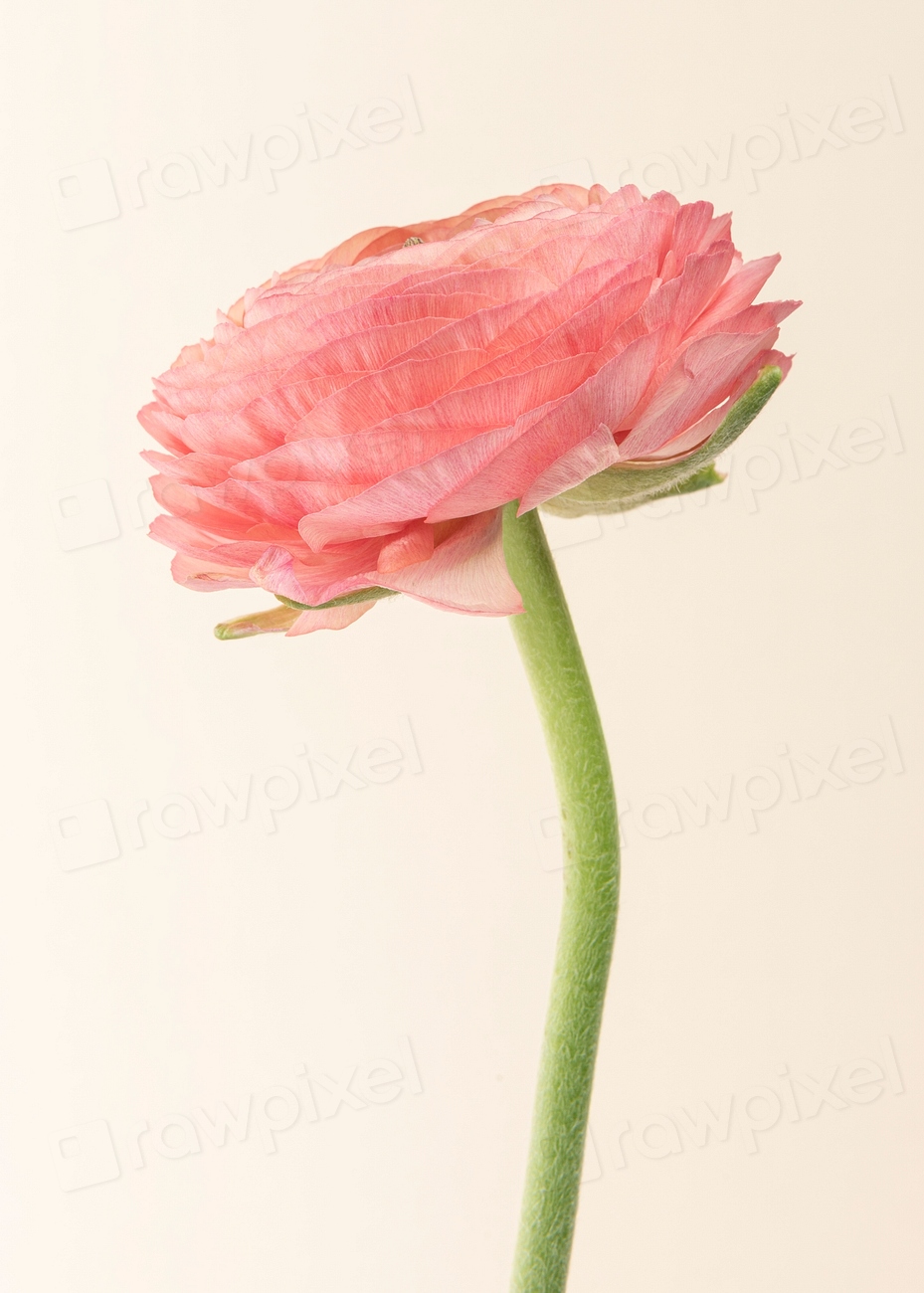 Blooming pink ranunculus flower | Premium Photo - rawpixel
