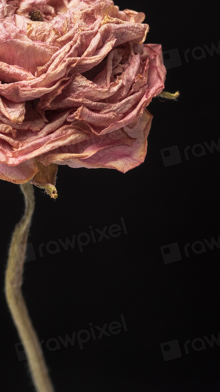 Dried pink buttercup flower black | Premium Photo - rawpixel