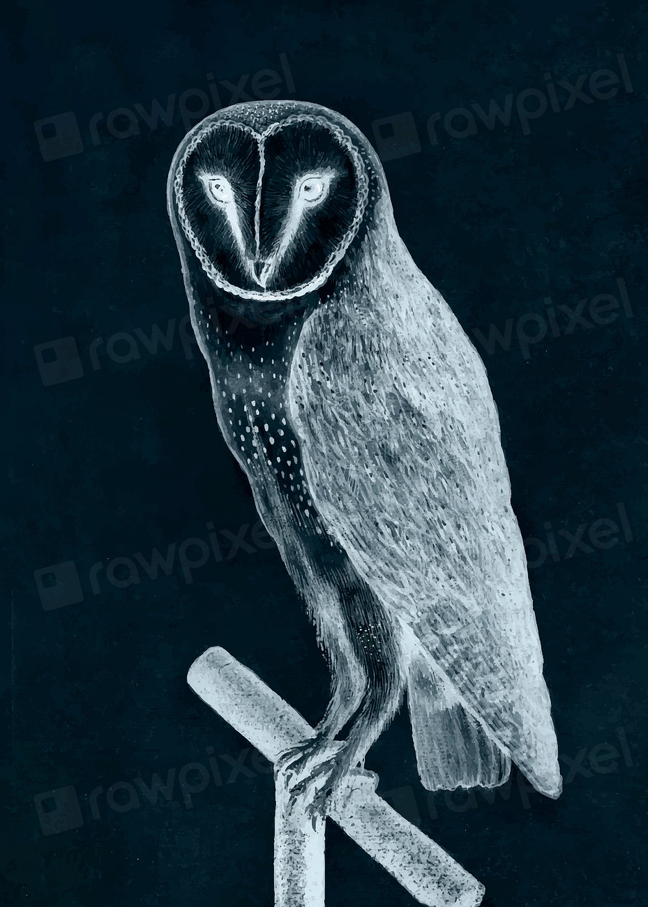 Barn owl negative effect vintage | Premium Vector Illustration - rawpixel