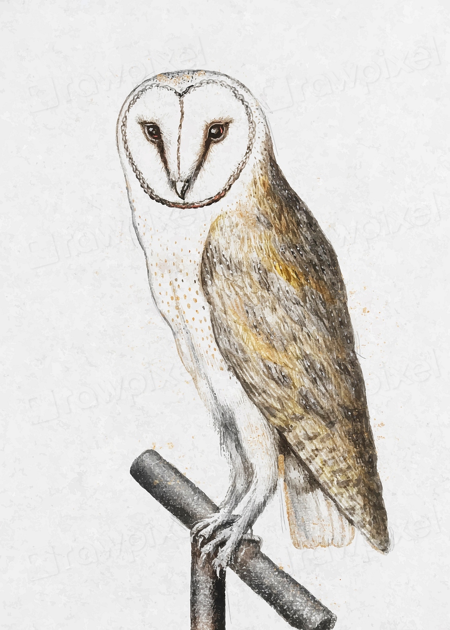 Barn owl vintage vector, remix | Premium Vector Illustration - rawpixel
