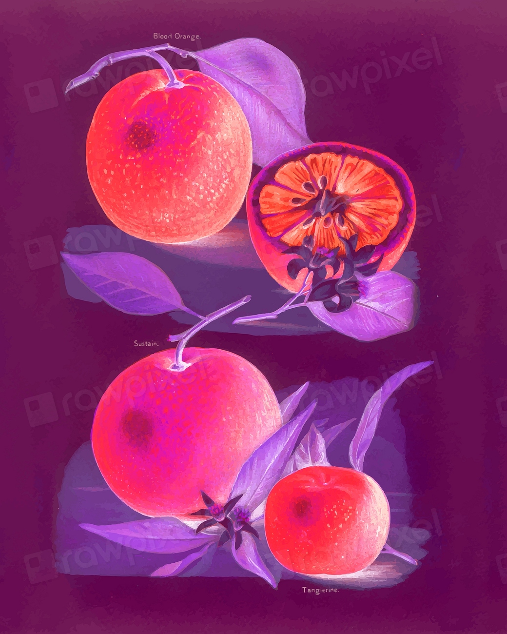 Neon pink oranges vintage wall | Premium Vector Illustration - rawpixel