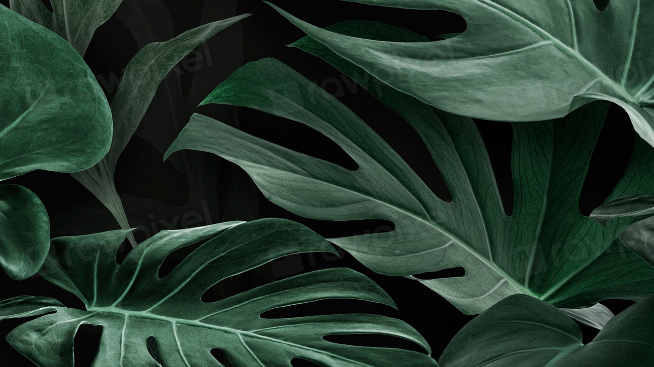 Fresh natural green Monstera Deliciosa | Premium Photo - rawpixel