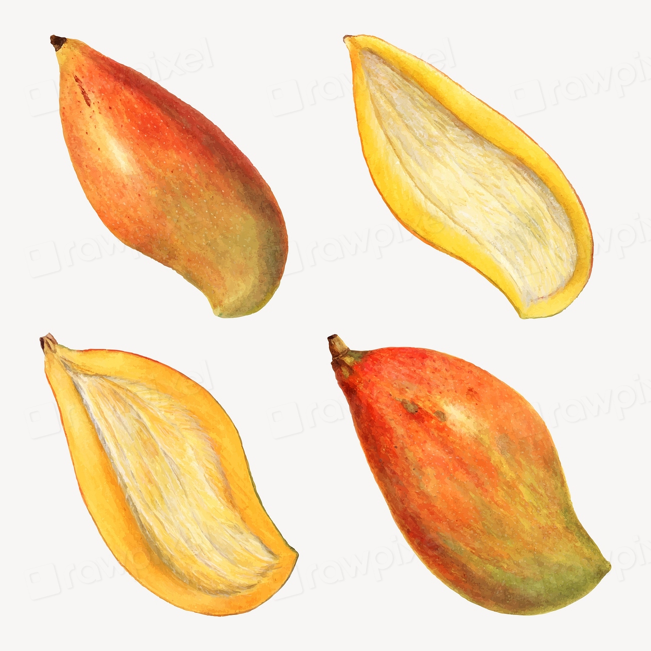 Hand drawn natural fresh mango | Premium Vector - rawpixel