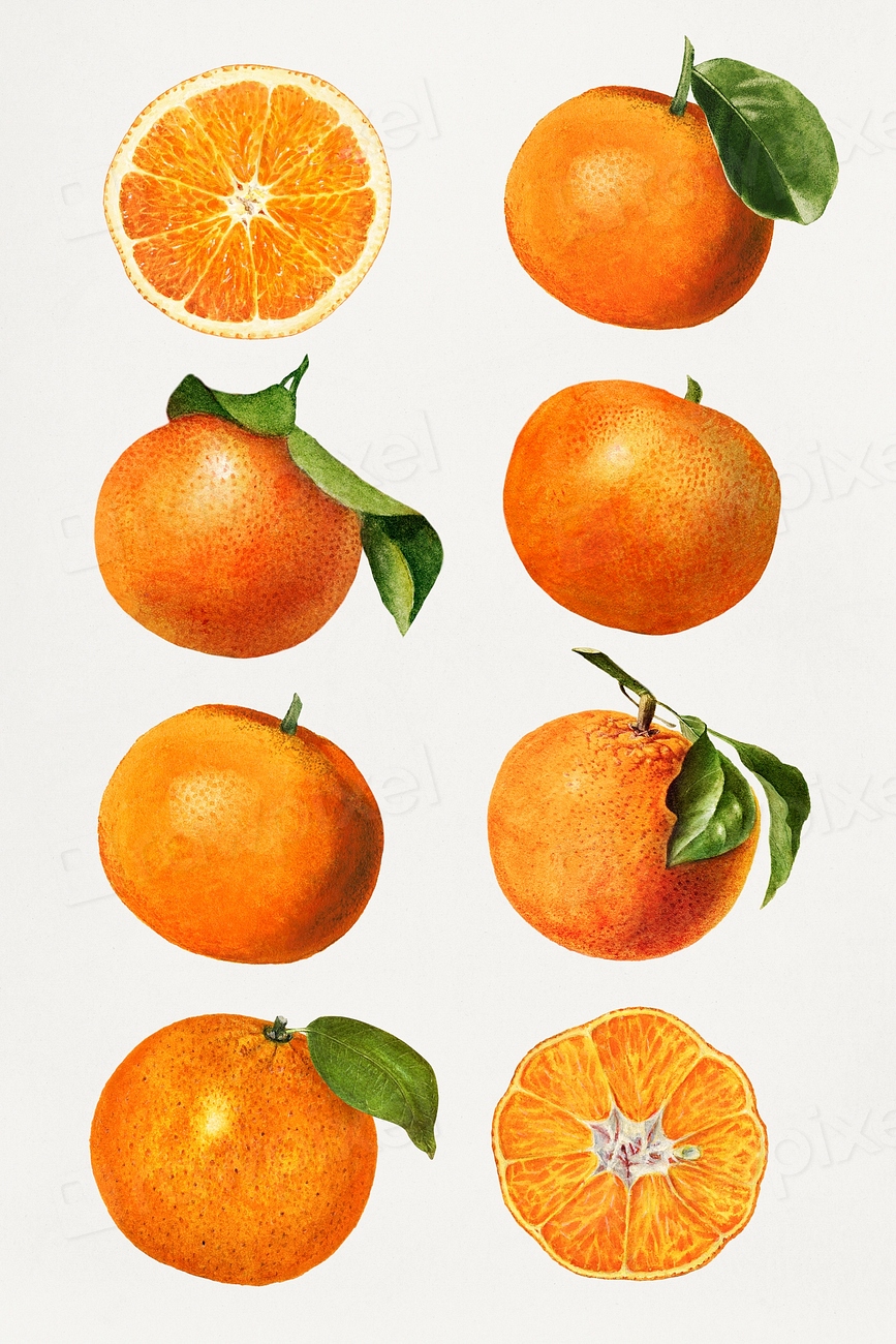 Detailed hand drawn fresh orange | Premium PSD - rawpixel