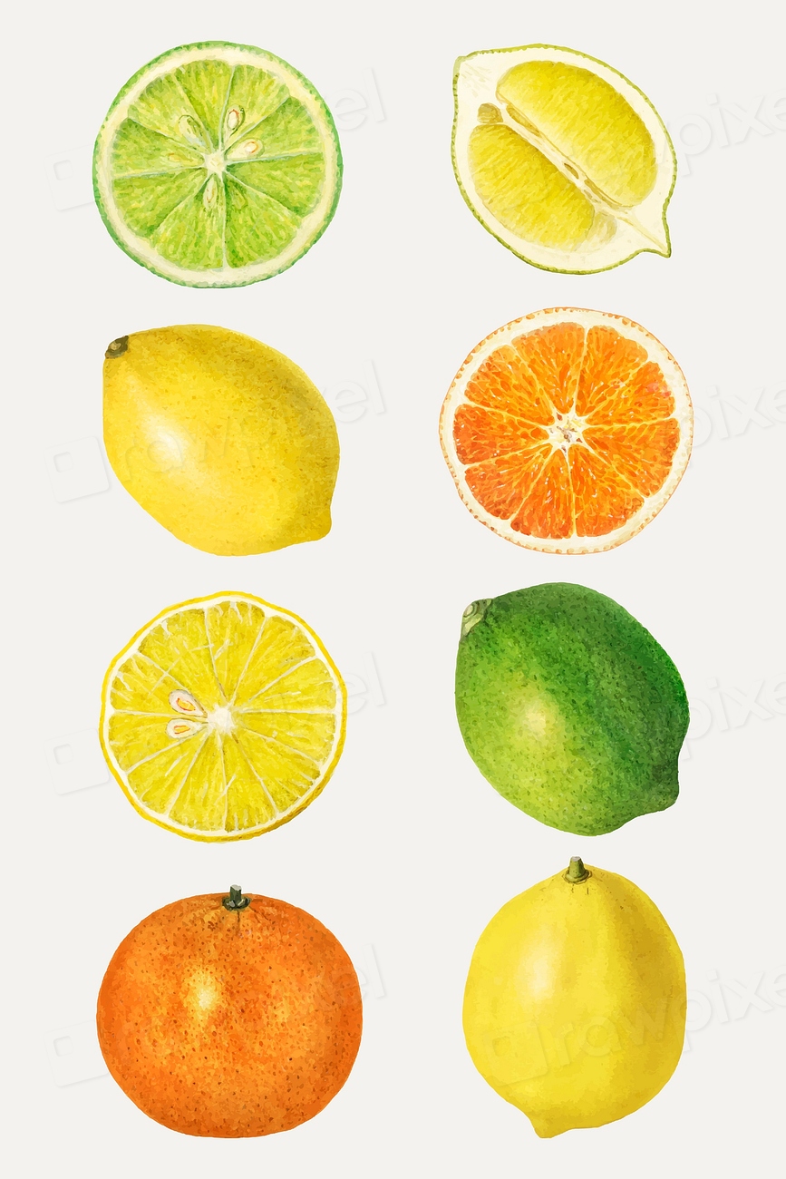Hand drawn mixed citrus fruit | Premium Vector - rawpixel