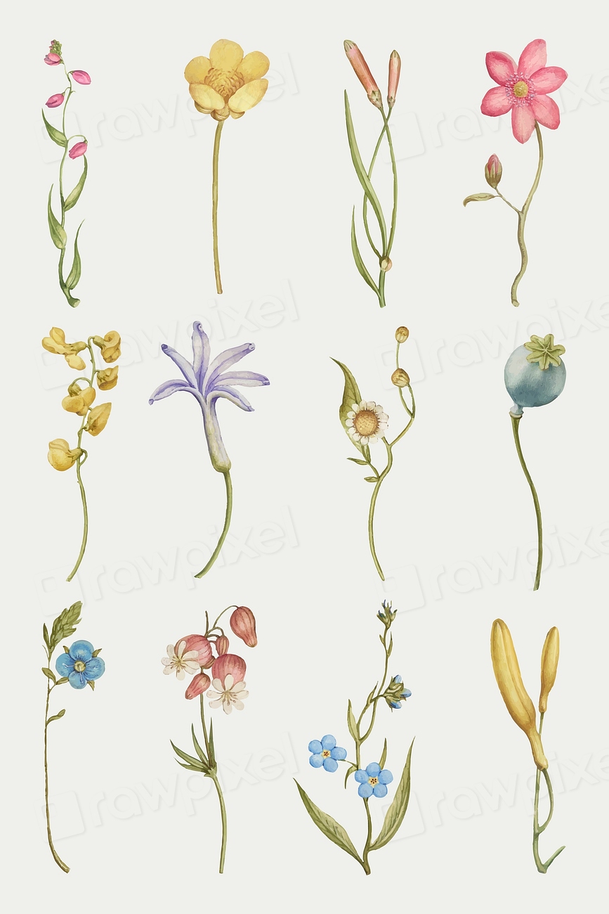 Flower floral flourish design vector | Premium Vector - rawpixel