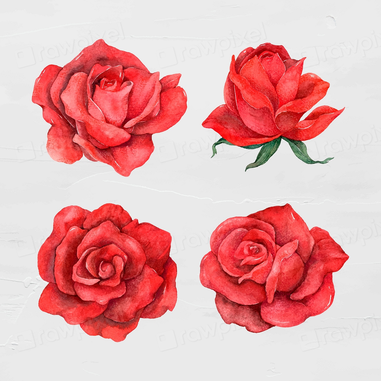 Vintage rose clipart vector set | Premium Vector - rawpixel