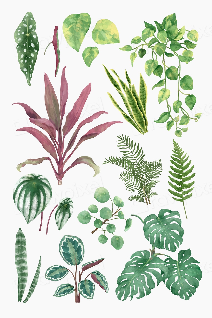 Tropical leaf plant illustration set | Premium Photo - rawpixel