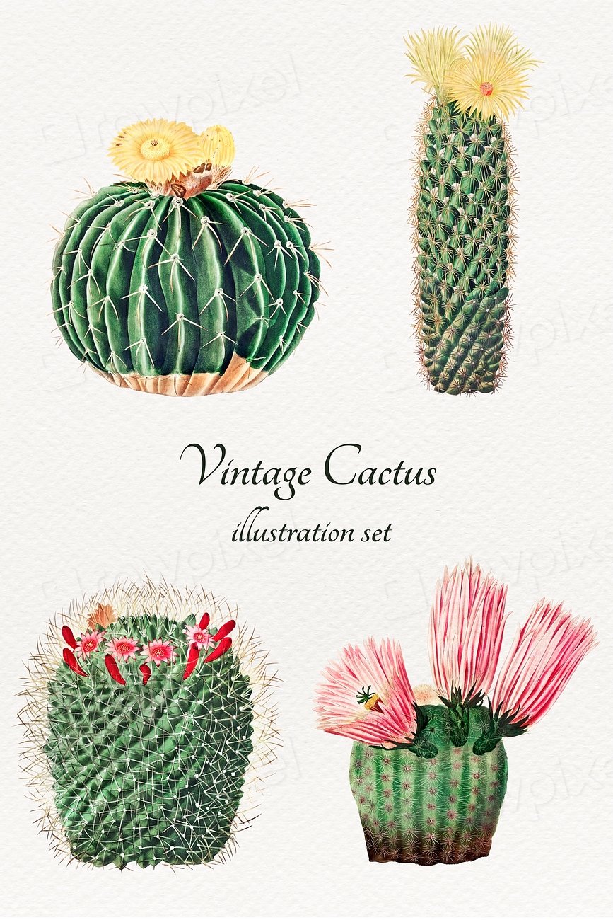 Vintage cactus illustration set | Premium PSD - rawpixel