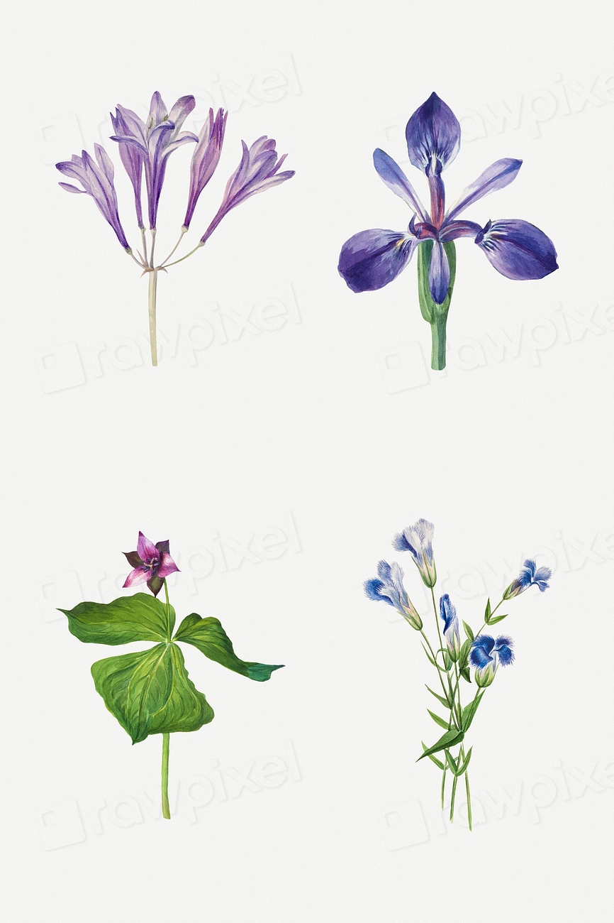 Hand drawn purple flowers psd | Premium PSD - rawpixel