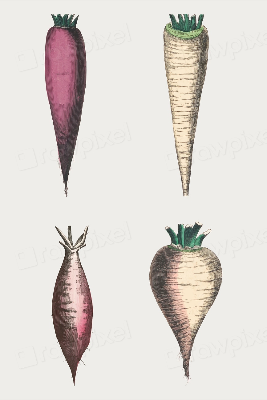 Root vegetable vector set, remix | Premium Vector - rawpixel